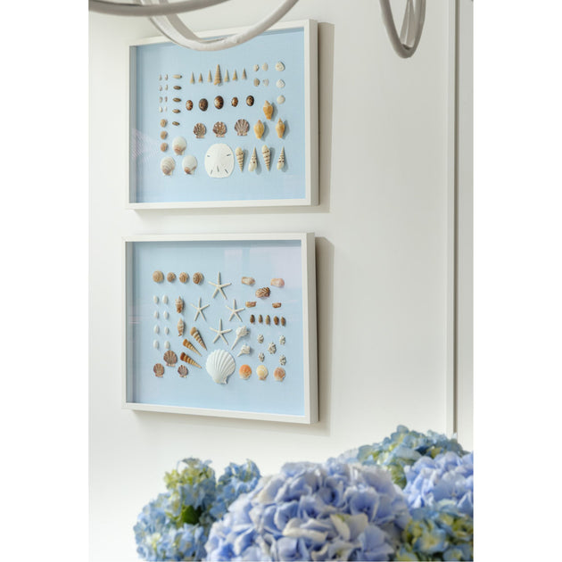 Bespoke Shell Study Framed Art II - Light Blue – Cailini Coastal