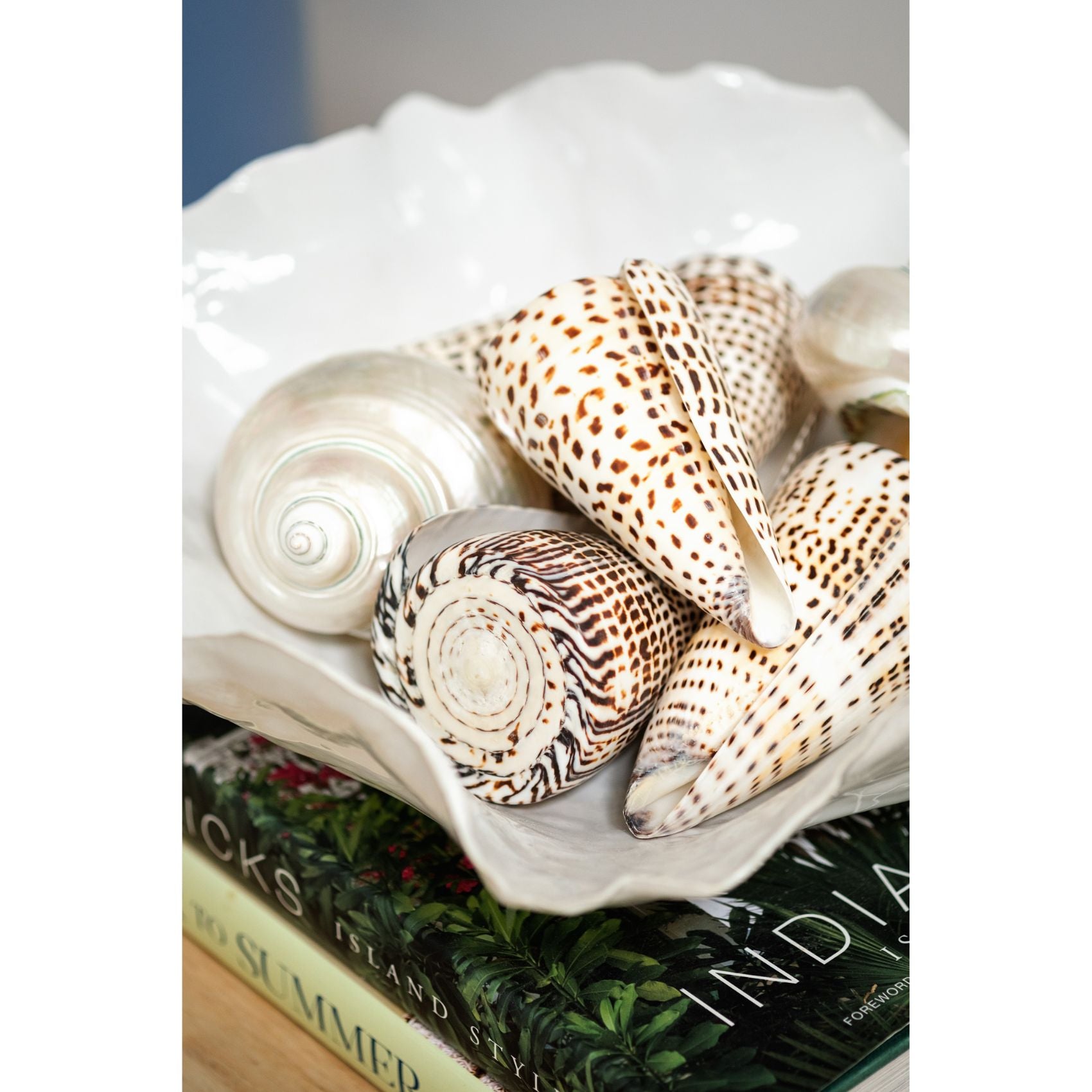 Pearlized Turbo Shell Set – Cailini Coastal