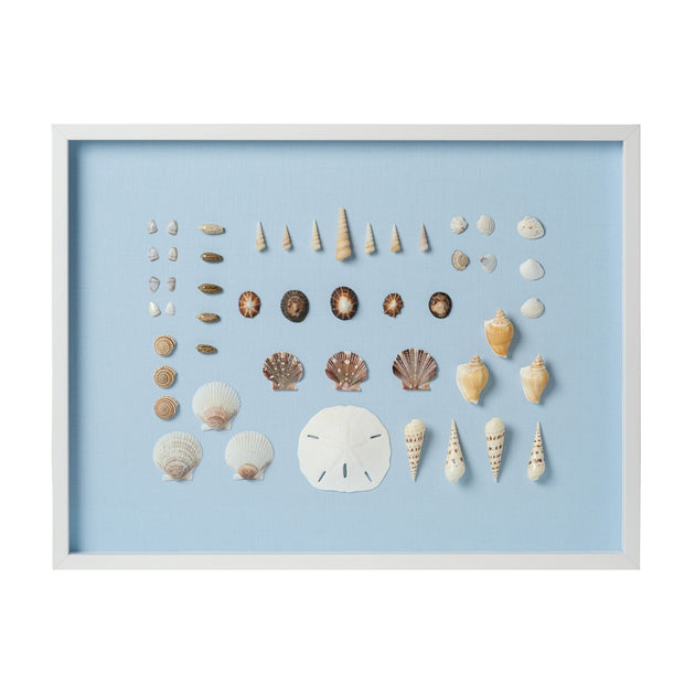Bespoke Shell Study Framed Art II - Light Blue – Cailini Coastal