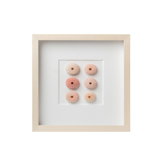 Sea Urchin Framed Art – Cailini Coastal