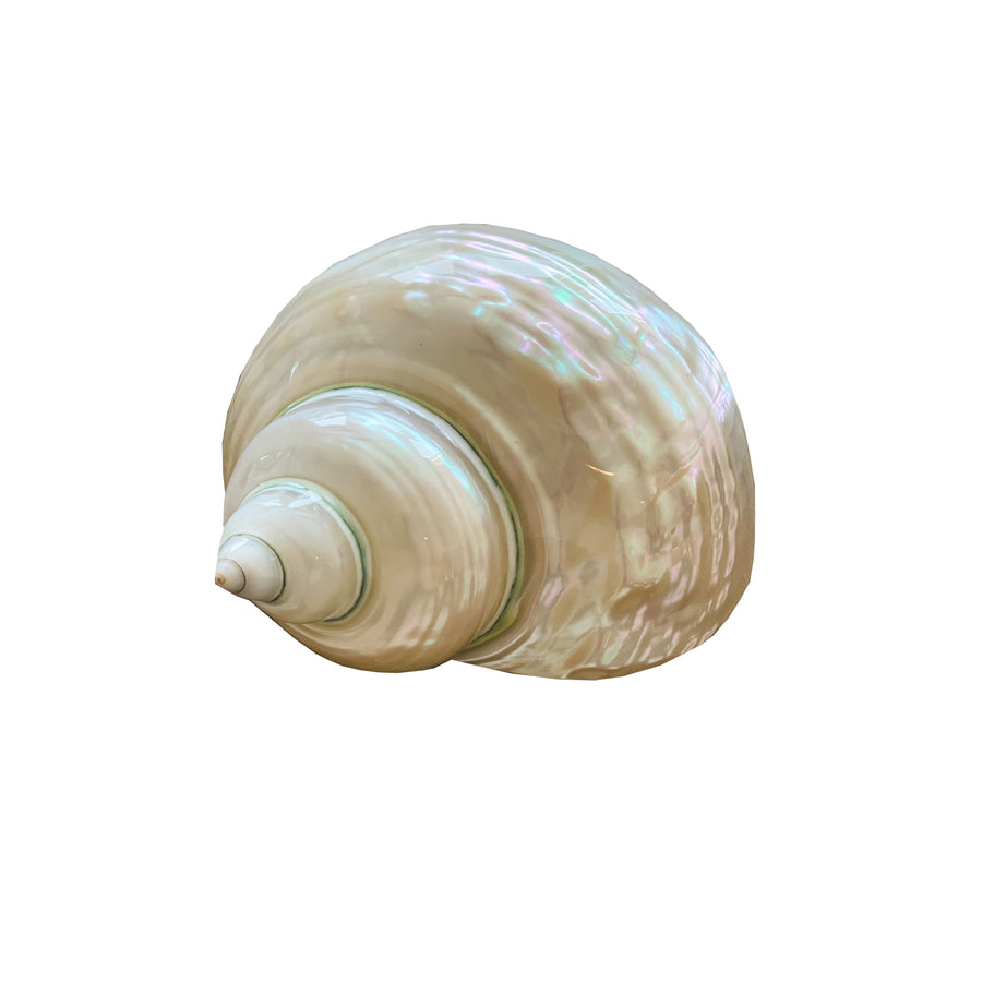 Pearlized Turbo Shell Set – Cailini Coastal