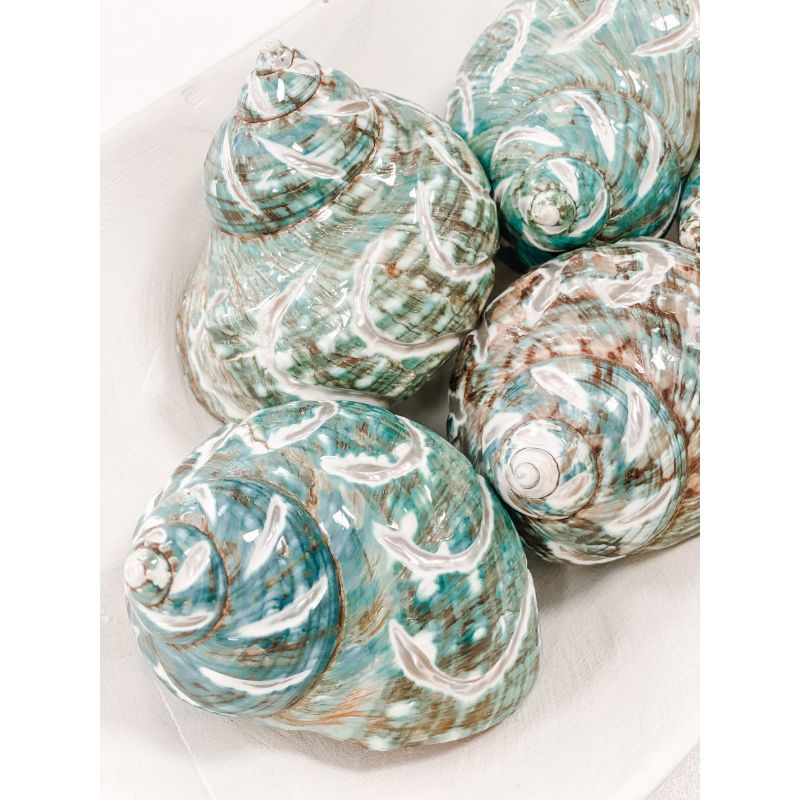 Jade Carved Turbo Shell Set – Cailini Coastal