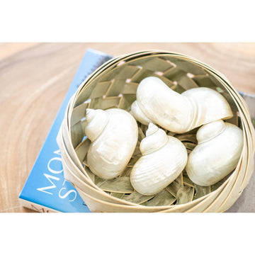 Pearlized Turbo Shell Set – Cailini Coastal