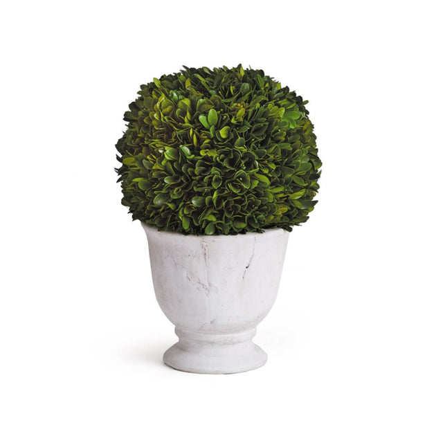 Boxwood Ball Topiary - Potted Boxwood - Cailini Coastal
