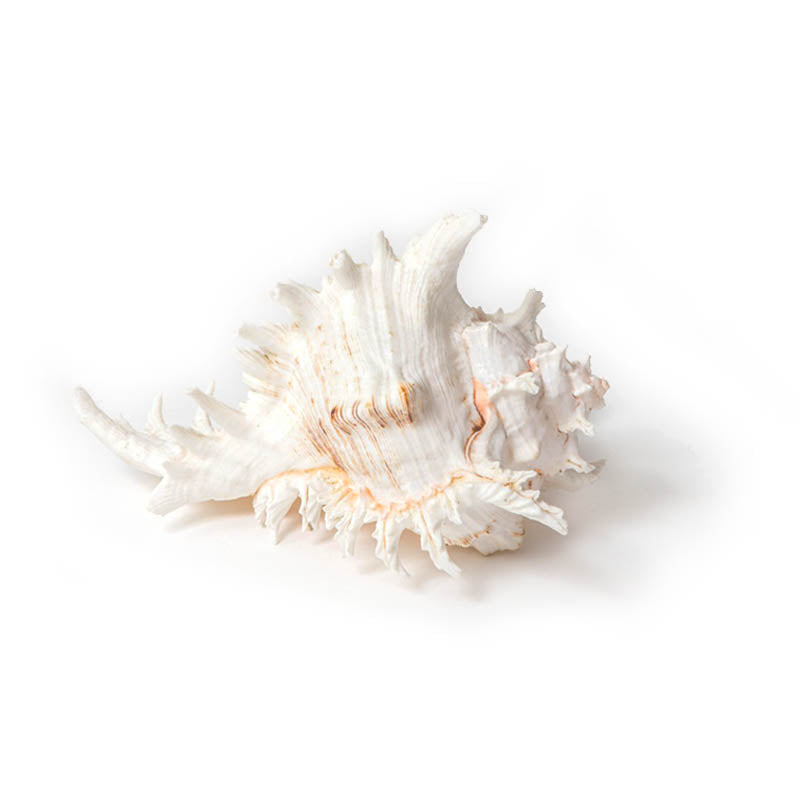 Murex Ramosus Shell - White Seashell - Cailini Coastal